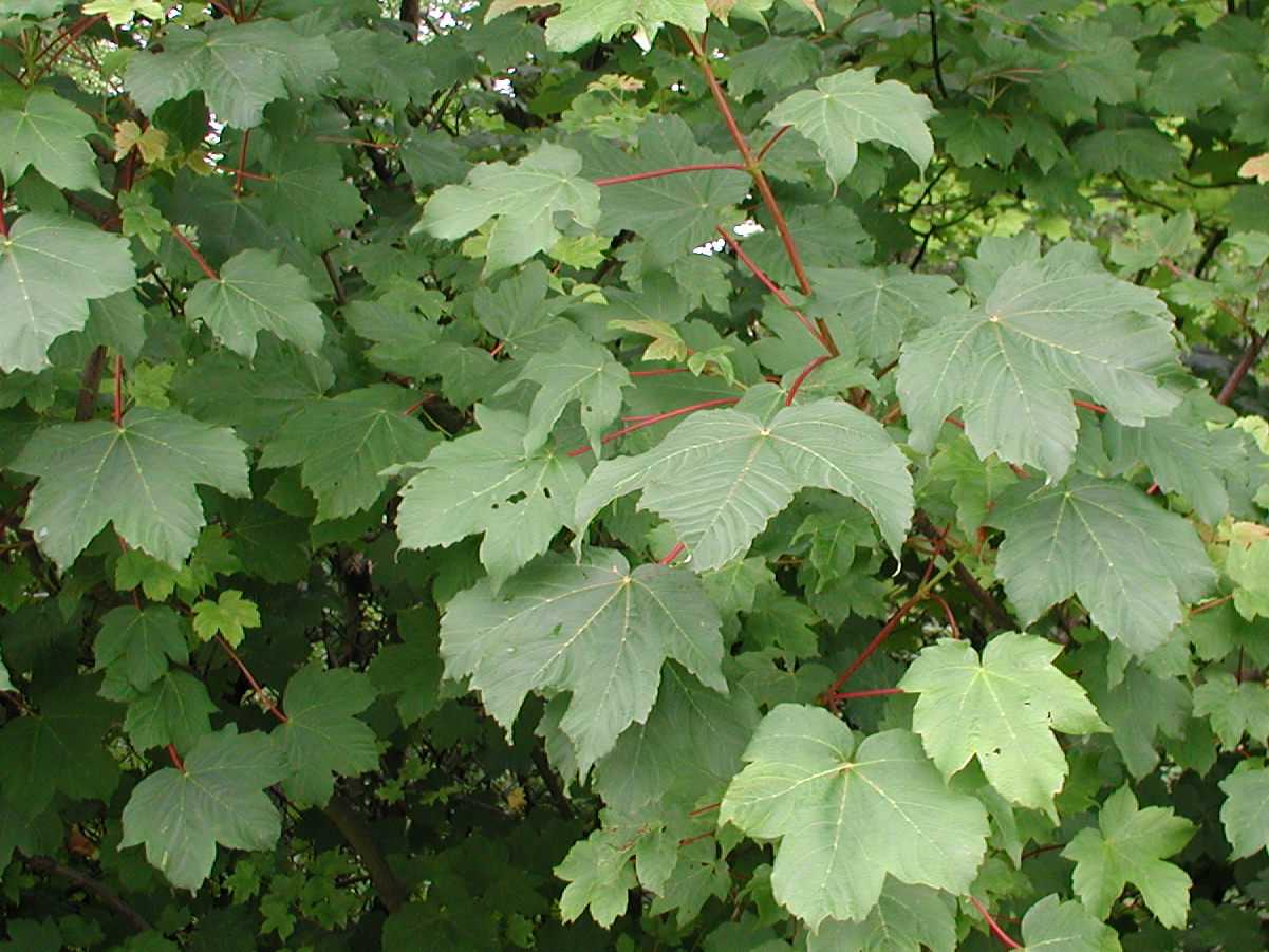Sycamore