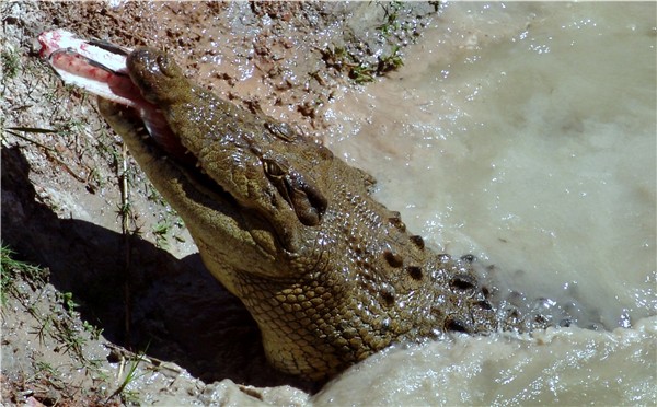 024crocfeeding