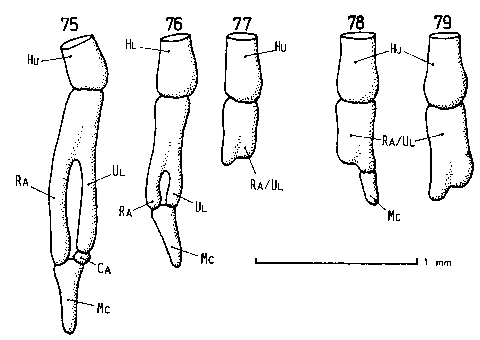 transition from normal to serpentiform appearance in the lizard genus ...