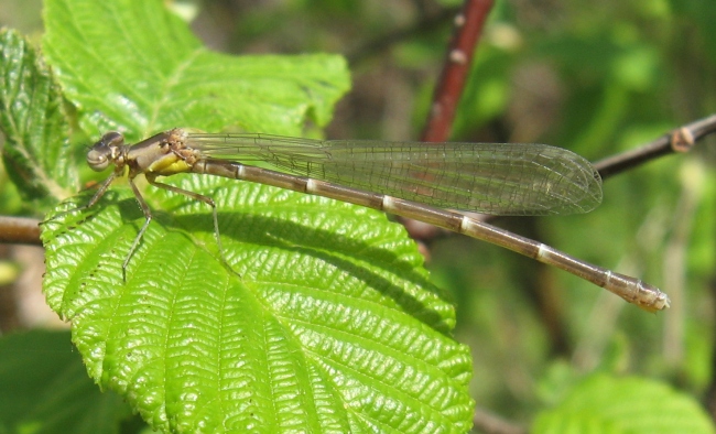Aurora Damsel (Chromagrion conditum)