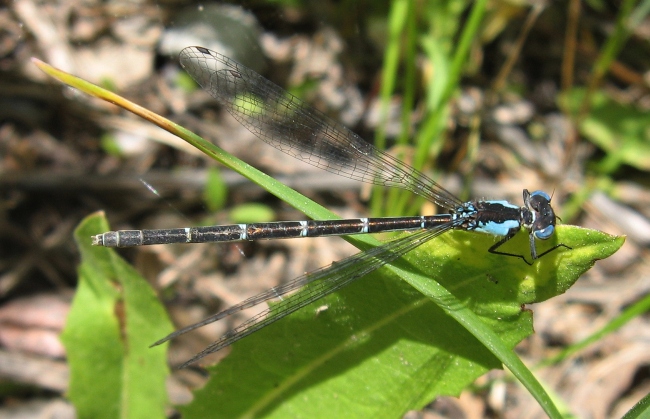 Aurora Damsel (Chromagrion conditum)