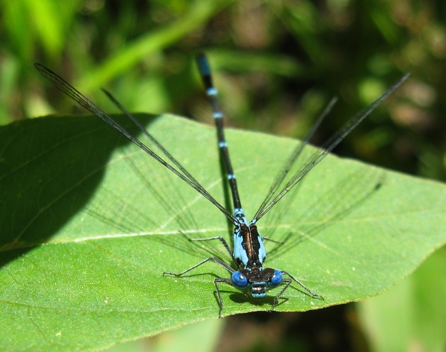 Aurora Damsel (Chromagrion conditum)