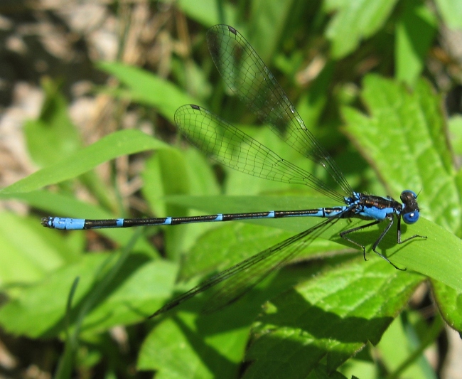 Aurora Damsel (Chromagrion conditum)