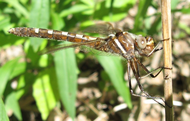 Stream Cruiser (Didymops transversa)