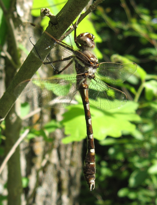 Stream Cruiser (Didymops transversa)