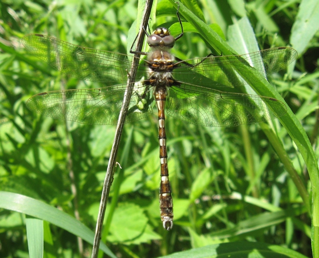 Stream Cruiser (Didymops transversa)