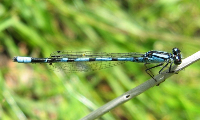 Hagen's Bluet (Enallagma hageni)