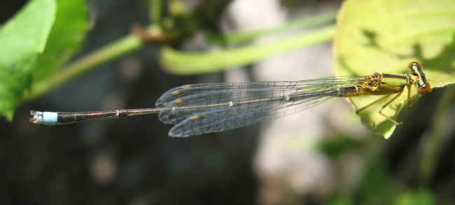 Vesper Bluet (Enallagma vesperum)