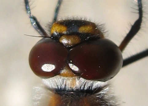 Spiny Baskettail (Epitheca spinigera)