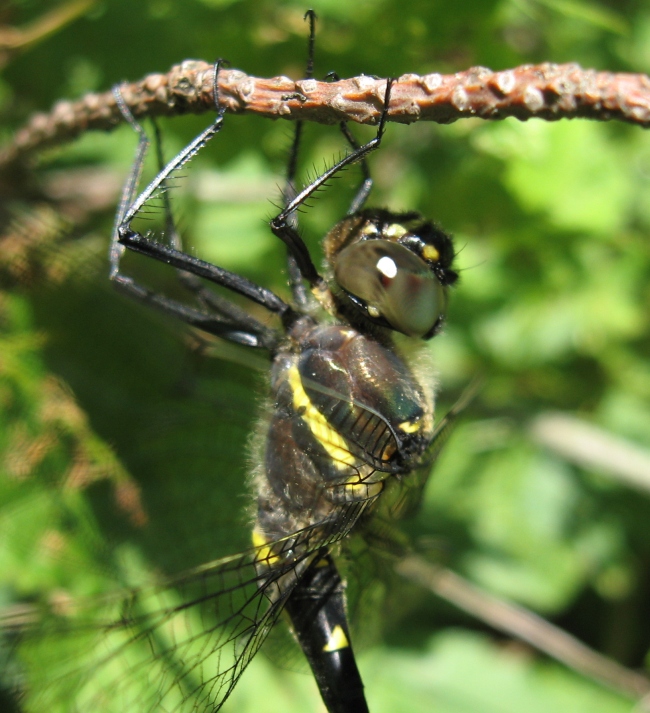Swift River Cruiser (Macromia illinoiensis)