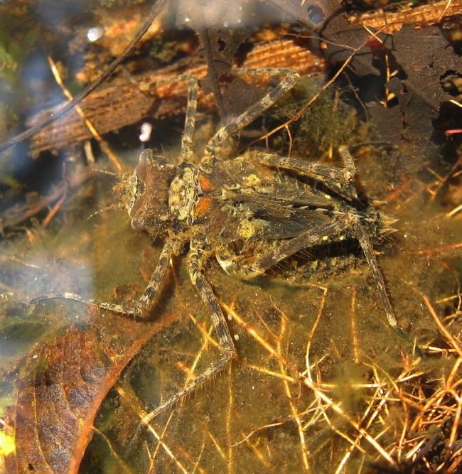 Swift River Cruiser (Macromia illinoiensis) Naiad