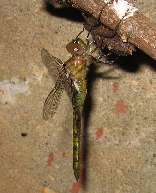 Stygian Shadowdragon (Neurocordulia yamaskanensis)