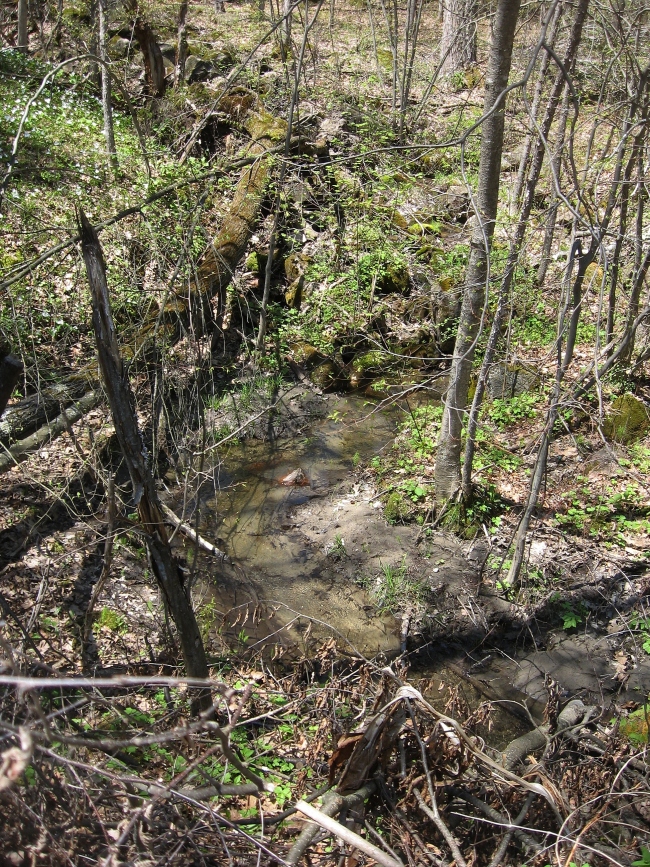Odonate Habitats