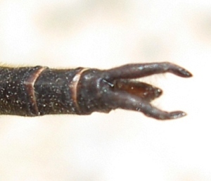 Forcipate Emerald (Somatochlora forcipata)