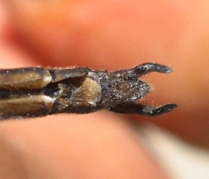 Forcipate Emerald (Somatochlora forcipata)