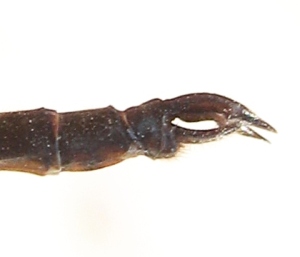 Forcipate Emerald (Somatochlora forcipata)