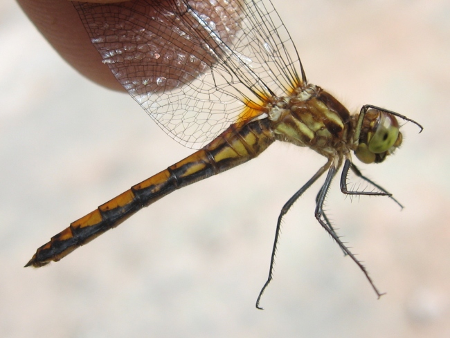 Ruby Meadowhawk (Sympetrum rubicundulum)