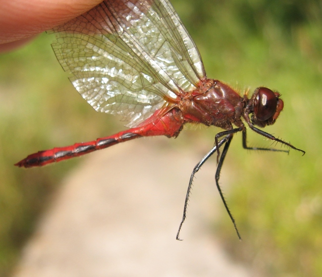 Ruby Meadowhawk (Sympetrum rubicundulum)