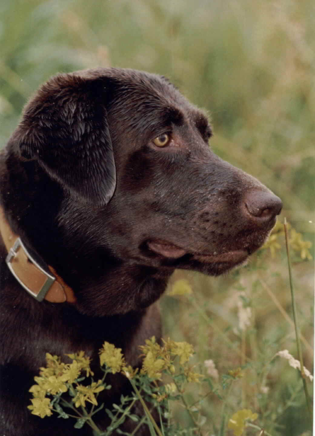 Hasty Labs Chocolate Lab Annie Photo