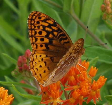 Great Spangled Fritillary