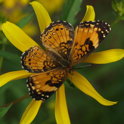 Silvery Checkerspot