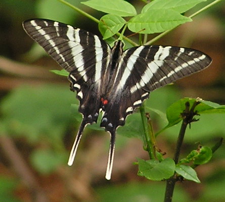 Zebra Swallowtail