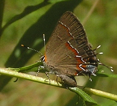 Red-banded Hairstreak