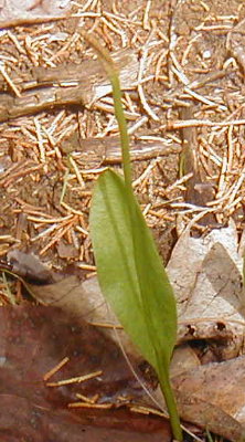Limestone Adder's Tongue