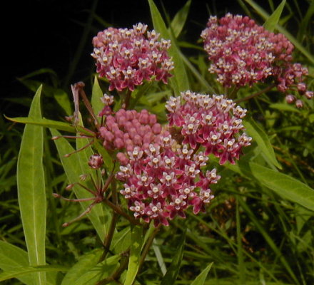 Swamp Milkweed