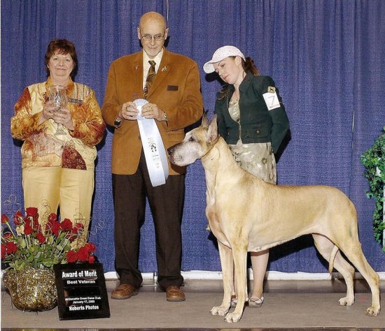 Heart of Gold Great Danes ~ Marilyn