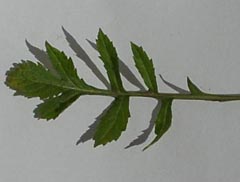 Diplotaxis catholica