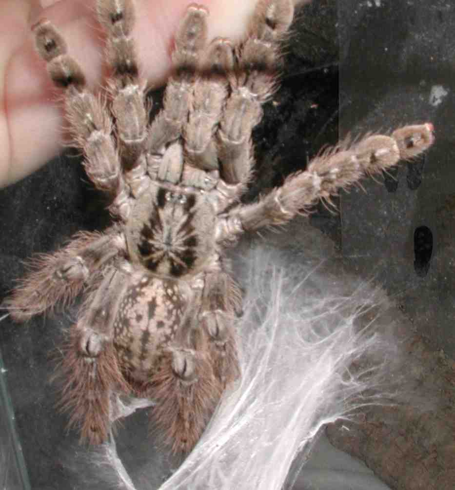 Heteroscodra Maculata Bite