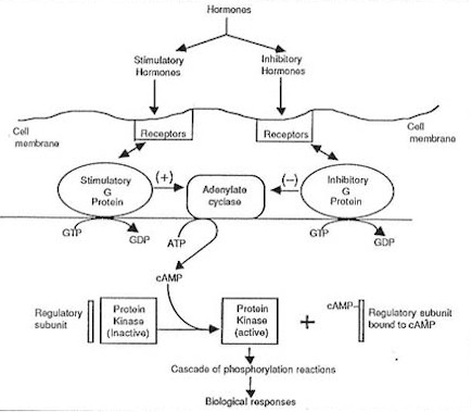 The Endocrine System
