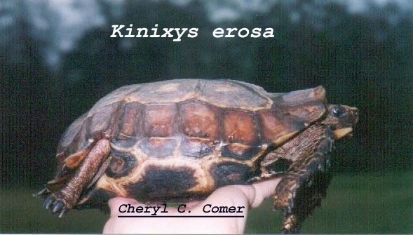 Kinixys erosa Forest Hingeback Tortoise