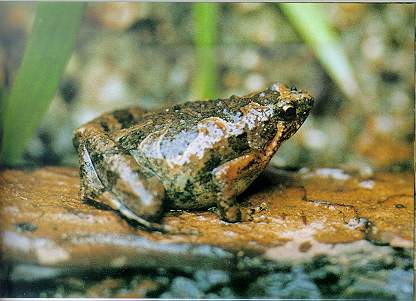 Microhyla butleri (Boulenger, 1900)