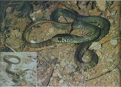 Ptyas mucosus (Linnaeus, 1758)