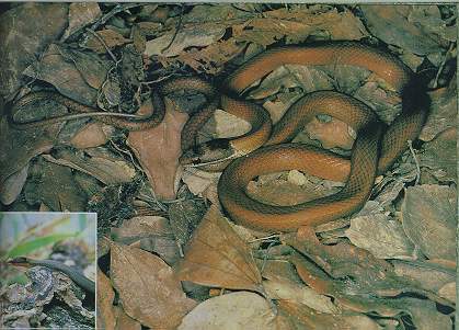 Sibynophis chinensis chinensis (Gunther, 1889)