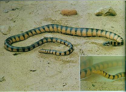 Hydrophis cyanocinctus (Daudin, 1803)
