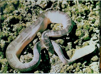 Ornate Reef Sea Snake A Guide To The Sea Snakes Of Australia