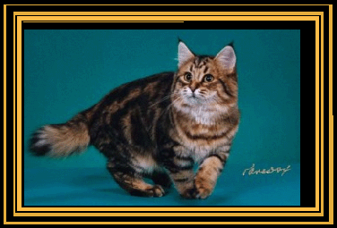 American Bobtail