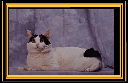Bobtail Japonais