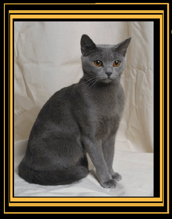 Chartreux