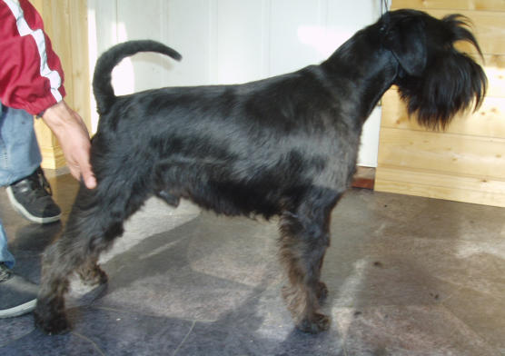 Holan House & Dwarf House kennels - Litters / Pentueet