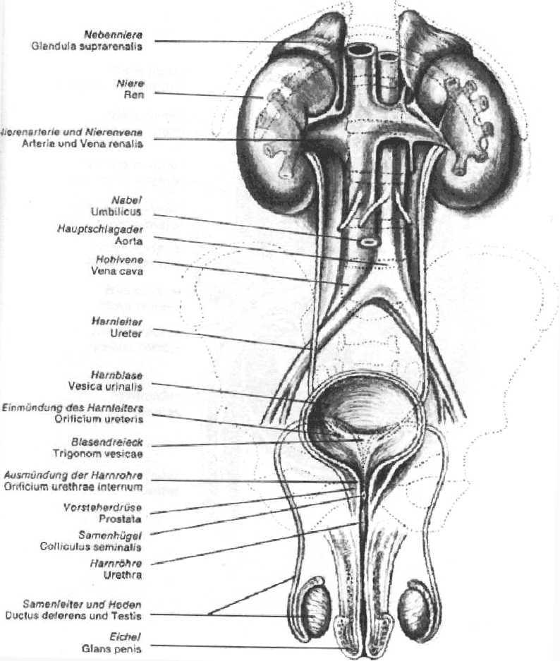 Interessantes und Wissenswertes zum Thema Stoma