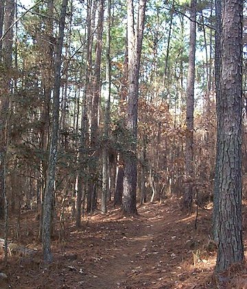 Mountain Biking - Harbison State Forest