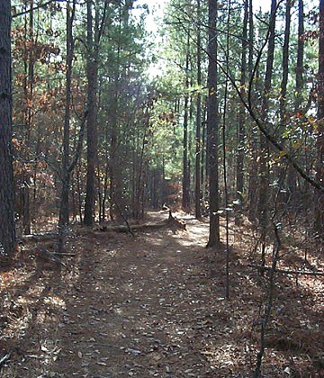 Mountain Biking - Harbison State Forest