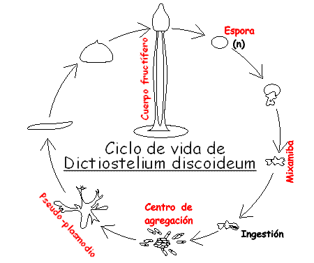 Mixomicota