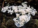 Mixomicota