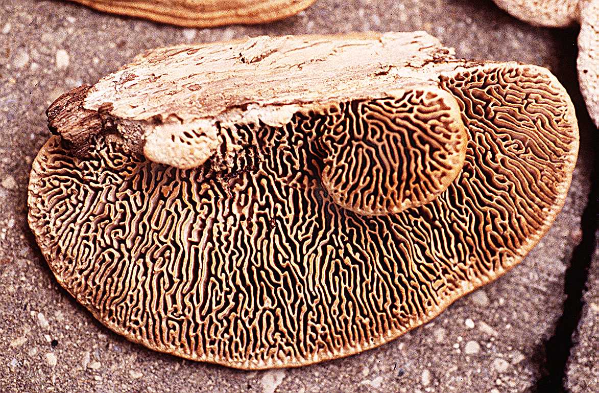 Himenomycetidae