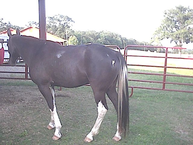 Hoof and Woof Gaited Horses